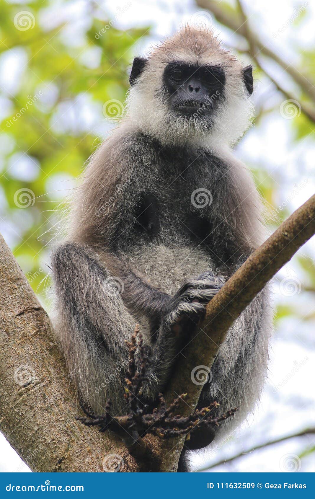 Female of Gray Langur Semnopithecus Priam on the Tree Stock Image ...