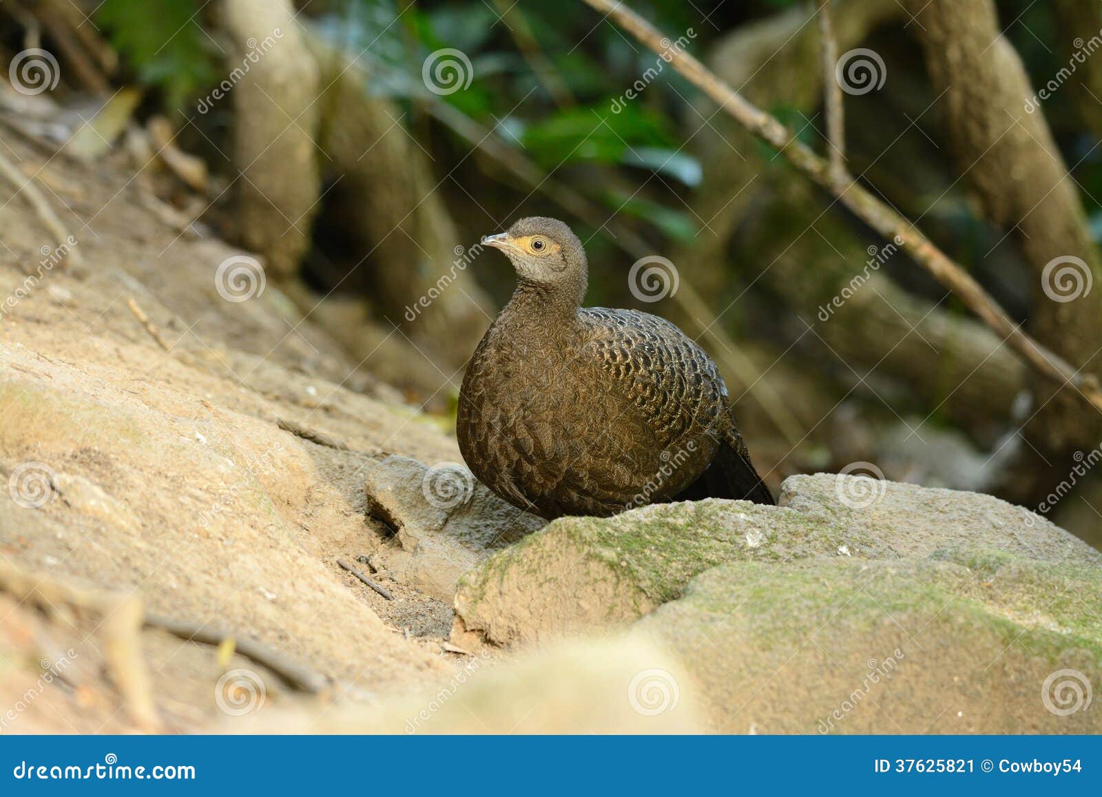 Female Gray Peacock-pheasant Stock Image - Image of eyes, asia: 37625821
