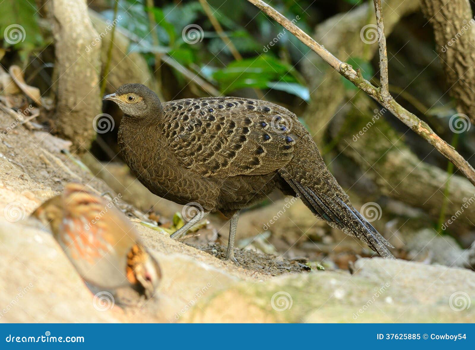 Female Gray Peacock-pheasant Stock Image - Image of animal, fauna: 37625885