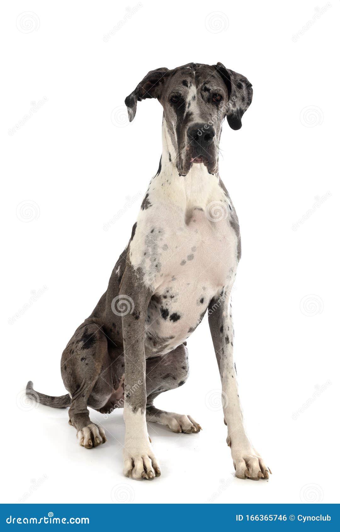 Female Mantle Great Dane