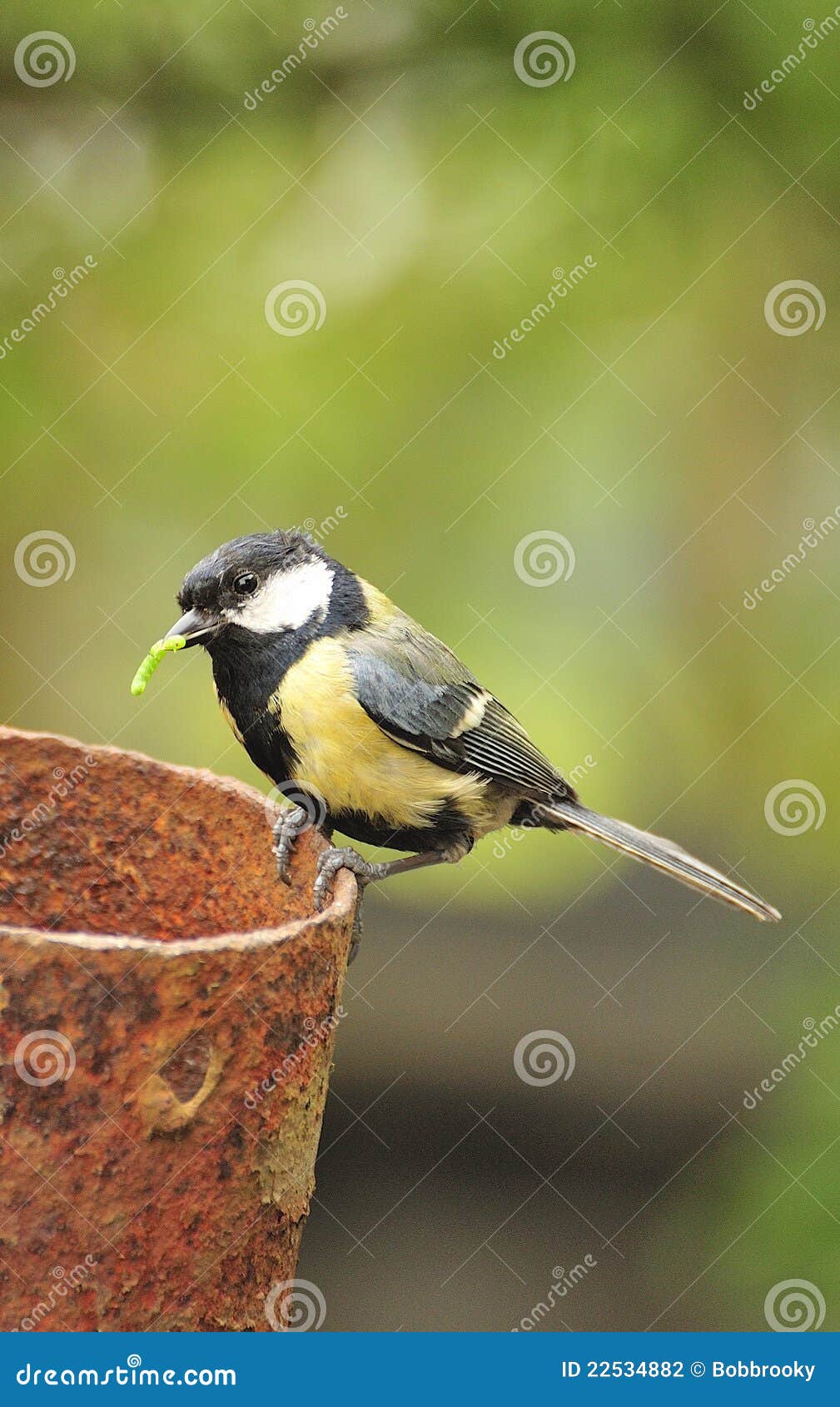Female Great Tit (Parus Major) Stock Photo - Image of parus, wildlife ...