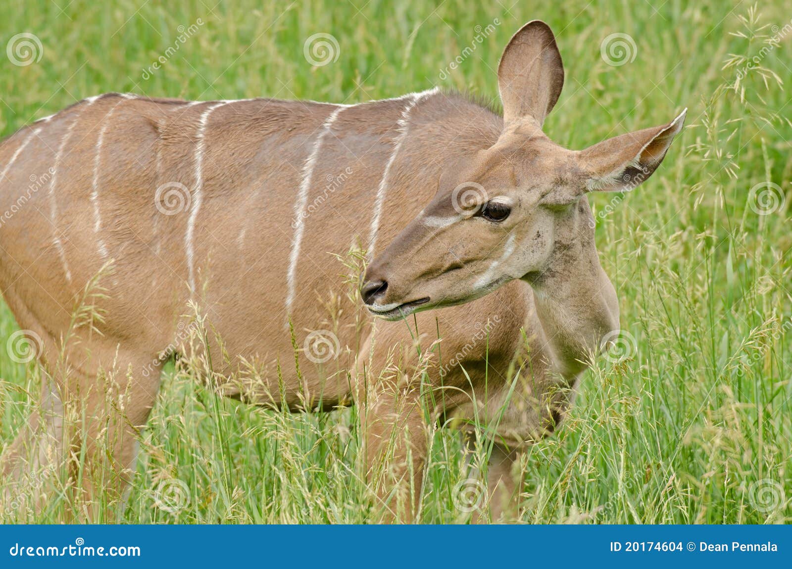 Female Greater Kudu stock photo. Image of beige, african - 20174604