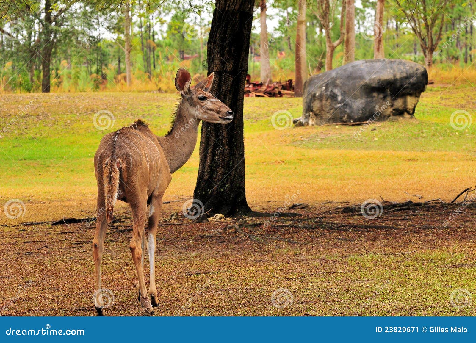 Female Greater Kudu Antelope Stock Image - Image of outdoor, nature ...