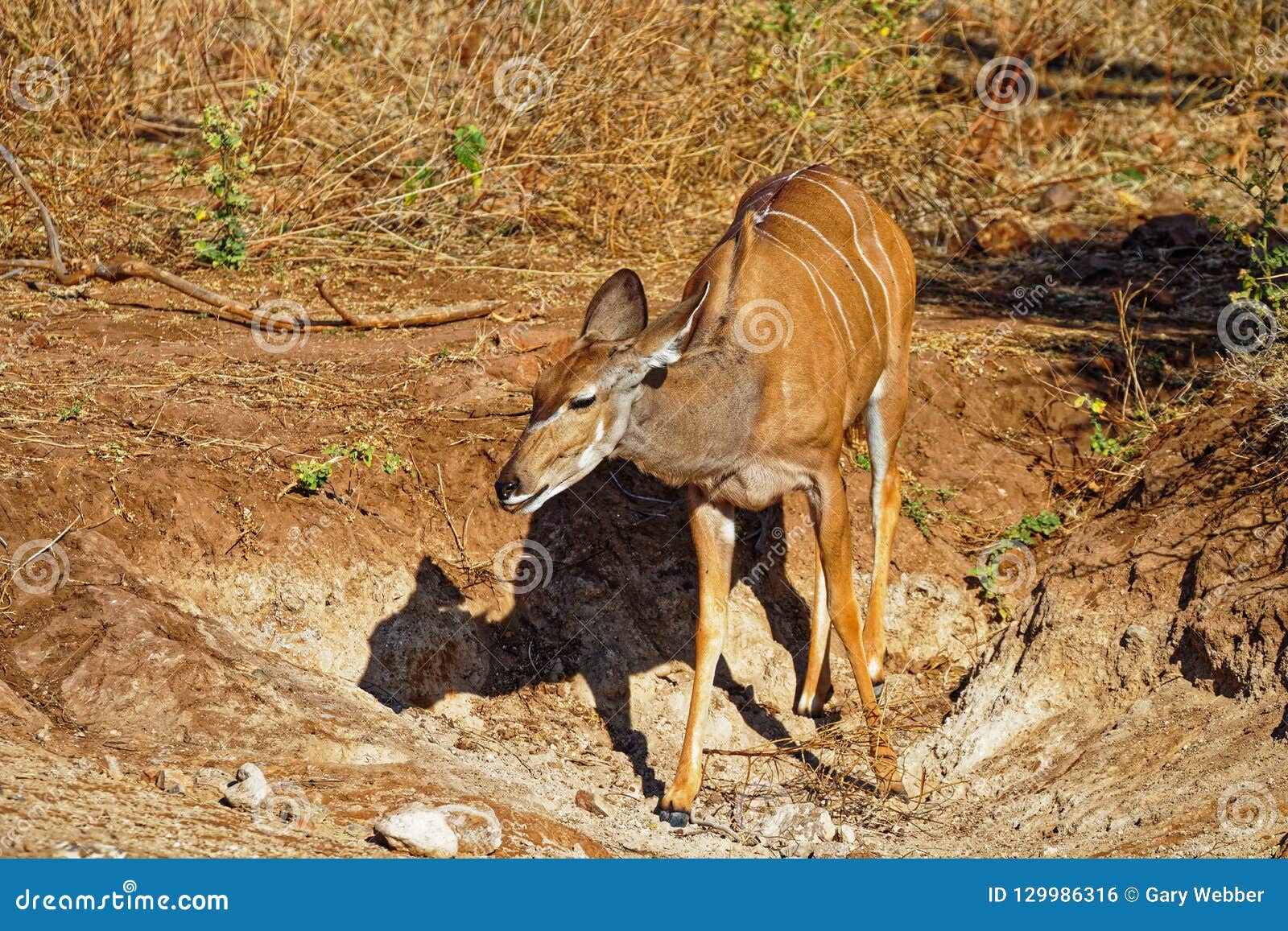 Female Greater Kudu, Antelope, Botswana Stock Photo - Image of african ...