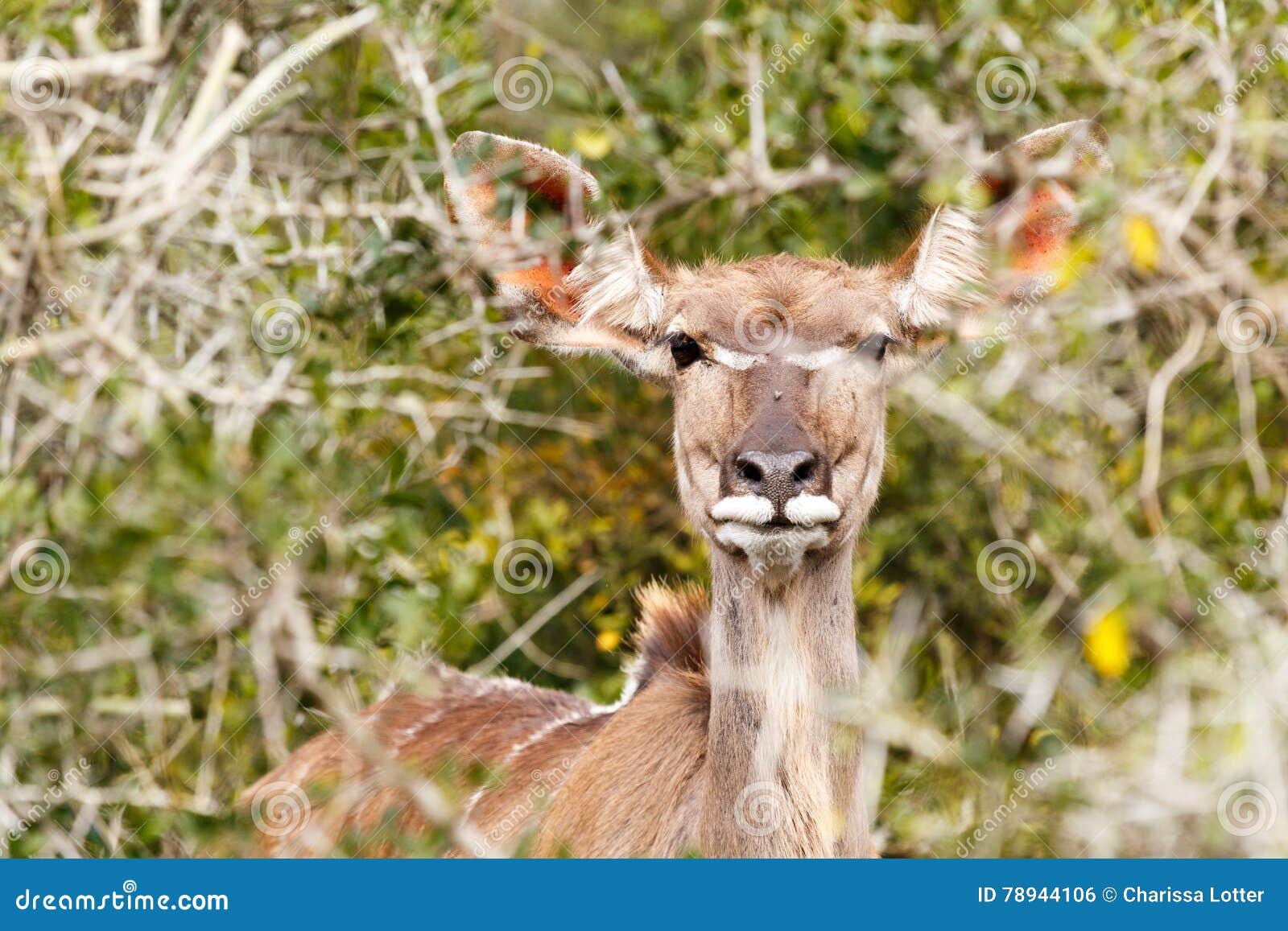 Female Greater Kudu Trying To Hide Stock Photo - Image of africa, brown ...