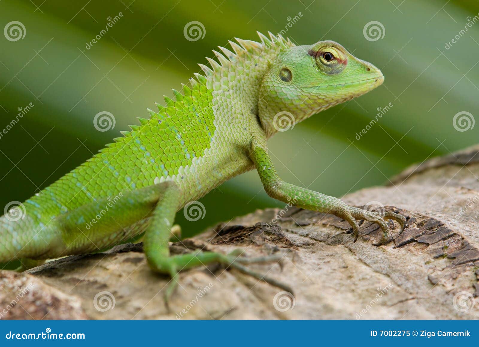 Female green garden lizard stock image. Image of blooded - 7002275