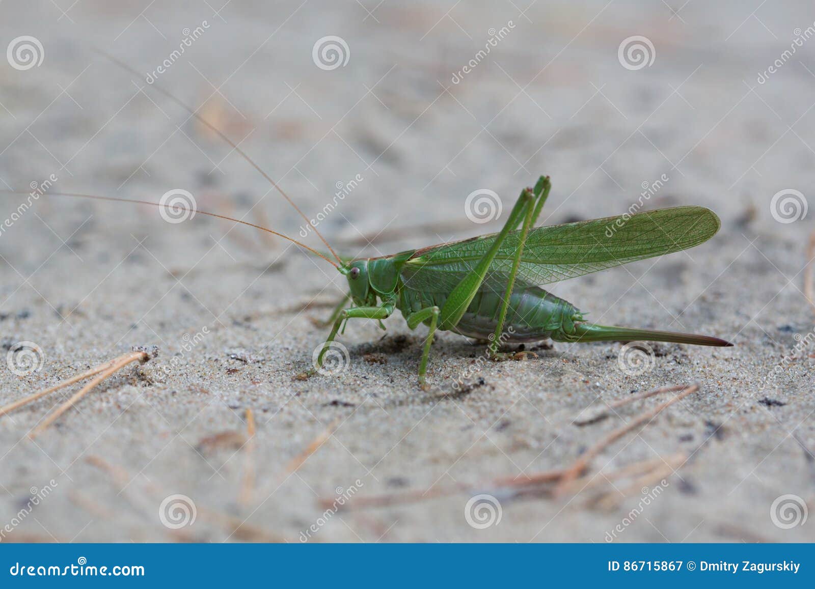 The Female Green Grasshopper in the Forest Stock Image - Image of ...