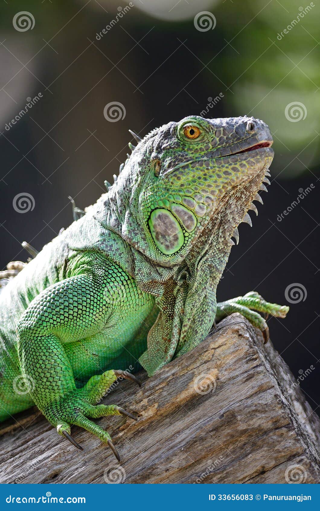 Female Green Iguana stock image. Image of lizard, view - 33656083