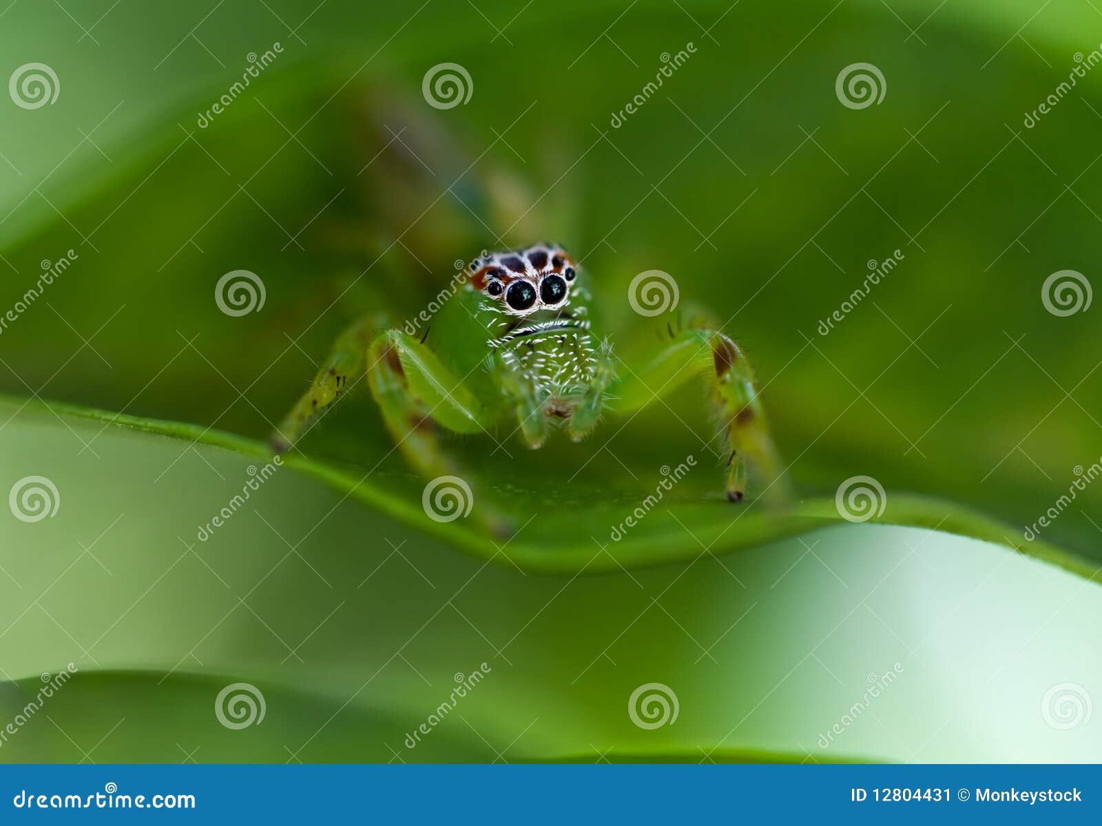 Female Green Jumping Spider Stock Image - Image of green, spider: 12804431