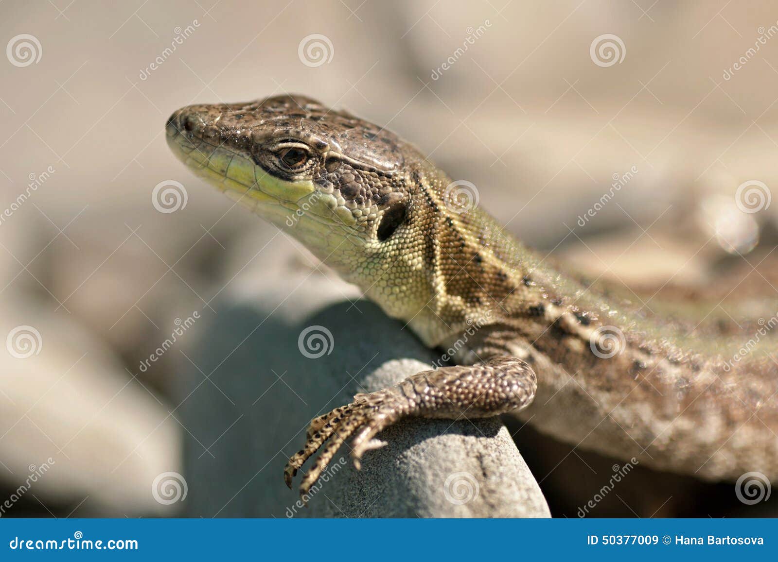 Female of green lizard stock image. Image of environment - 50377009