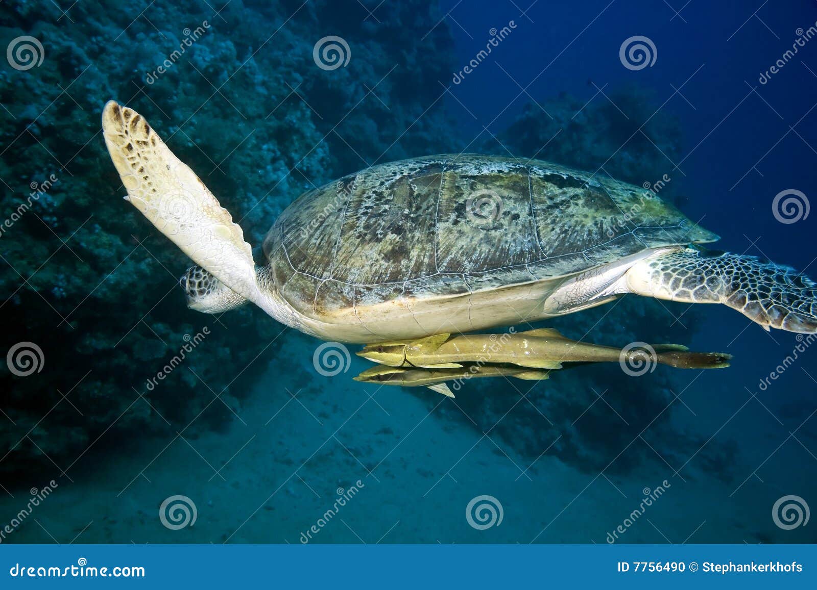 Female green turtle stock photo. Image of black, water - 7756490