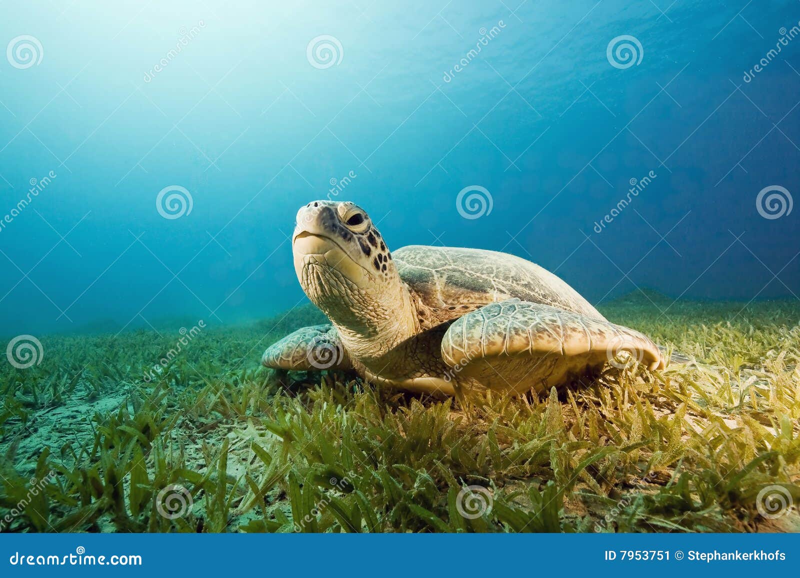 Female green turtle stock image. Image of sunray, white - 7953751