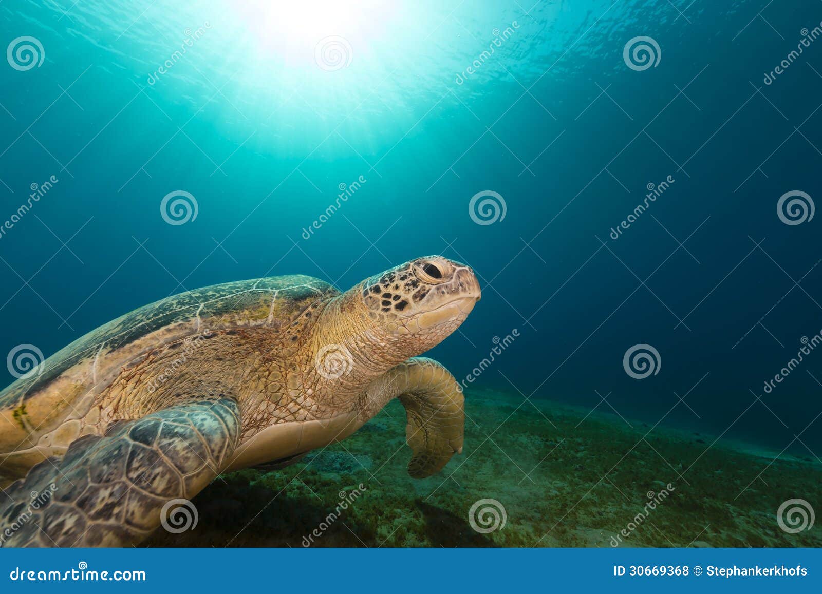 Female Green Turtle in the Red Sea. Stock Photo - Image of nature, reef ...