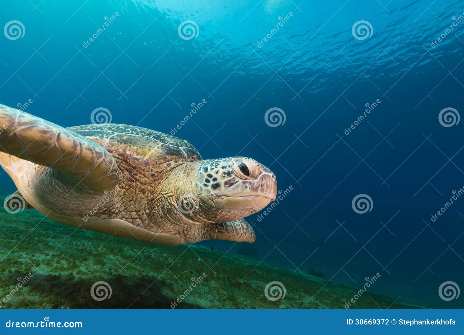 Female Green Turtle in the Red Sea. Stock Photo - Image of beautiful ...