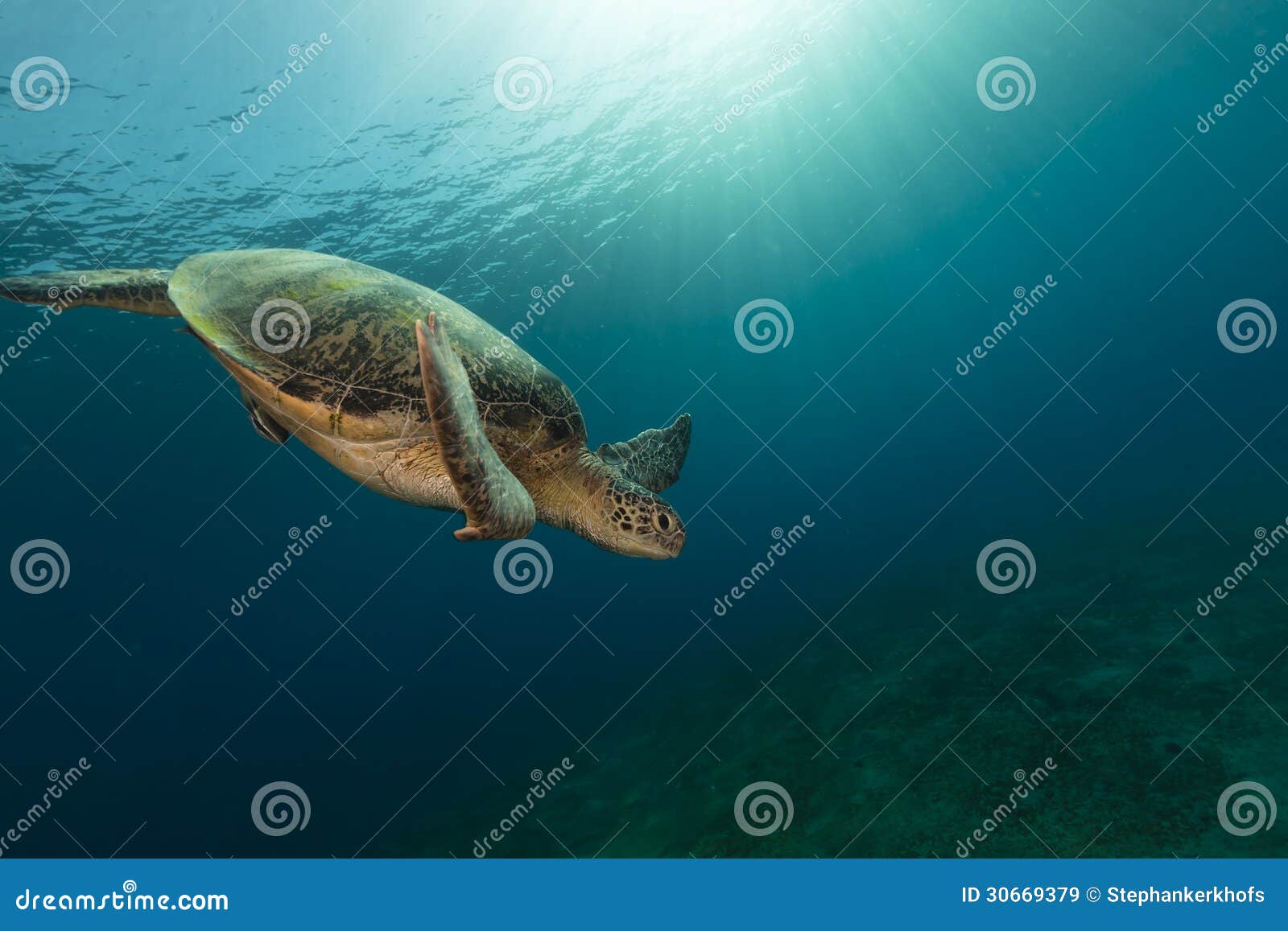 Female Green Turtle in the Red Sea. Stock Image - Image of colorful ...