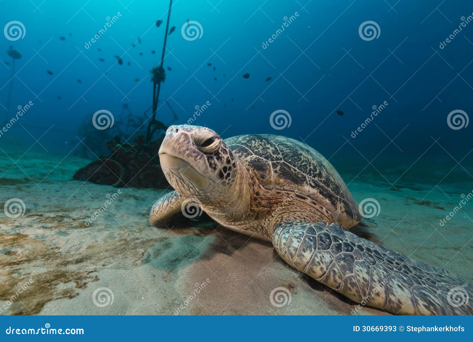 Female Green Turtle in the Red Sea. Stock Image - Image of fishes ...