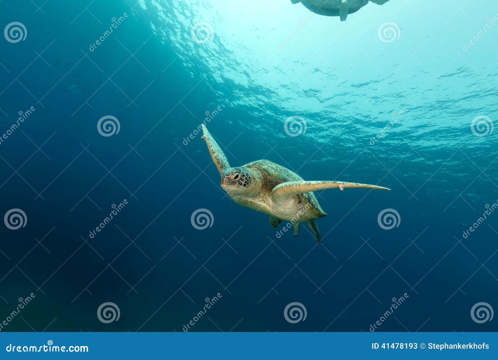 Female Green Turtle in the Red Sea. Stock Image - Image of blue, ocean ...