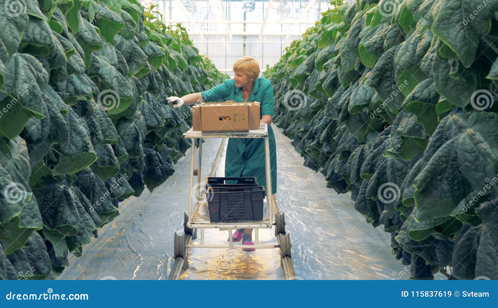 Female Greenery Worker is Pulling a Trolley with Harvested Cucumbers ...