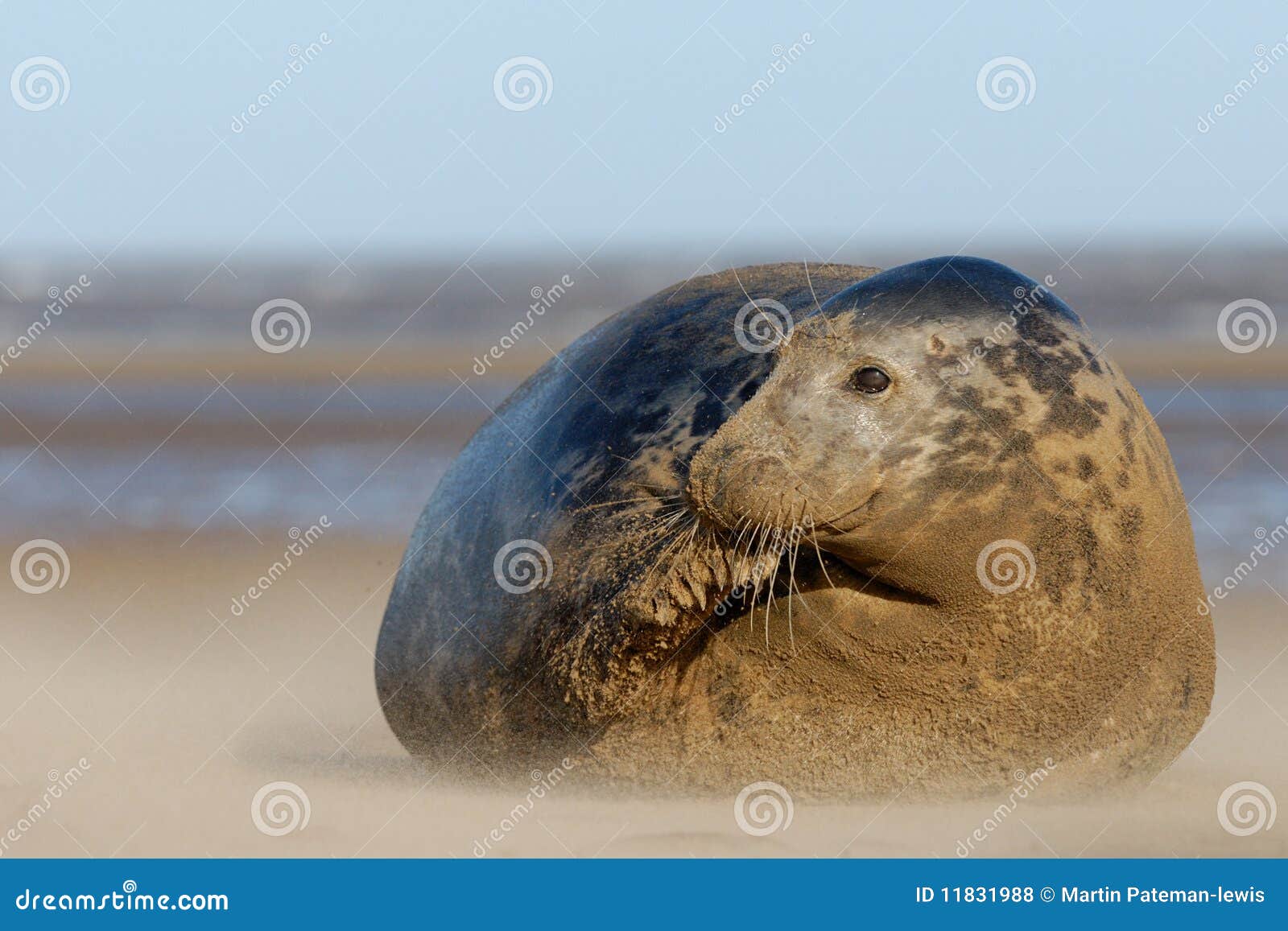 Female Grey Seal stock photo. Image of nook, seal, halichoerus - 11831988