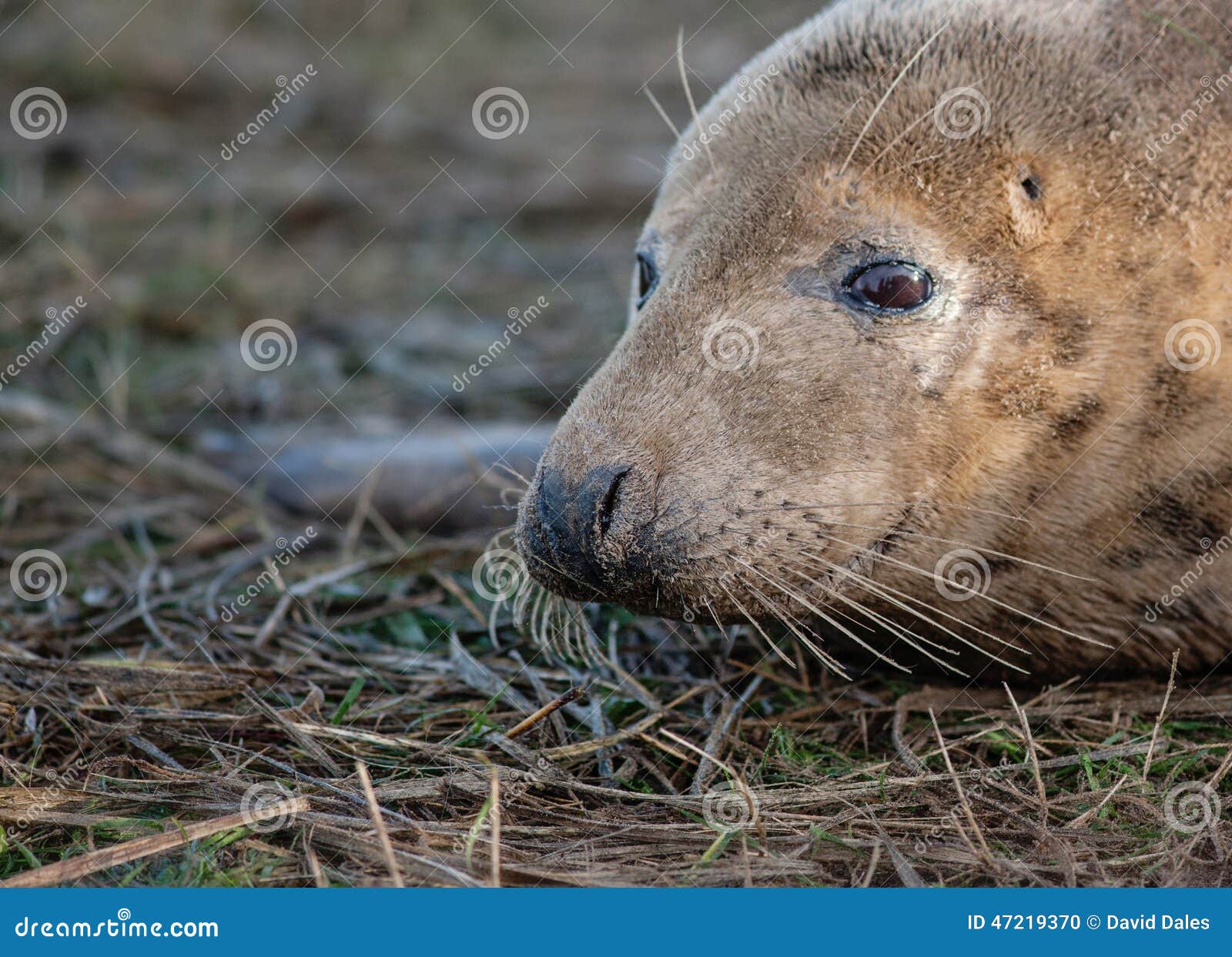 Female Grey Seal stock photo. Image of marine, female - 47219370