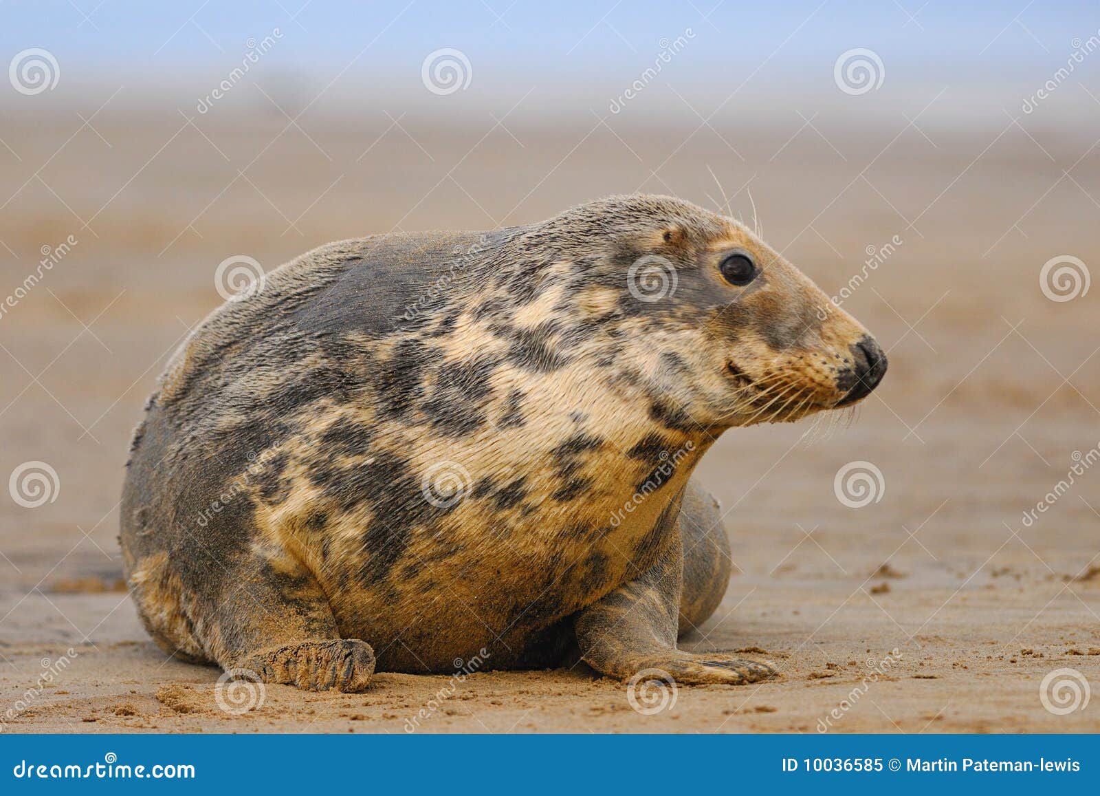 Female Grey Seal at Donna Nook Stock Image - Image of halichoerus ...
