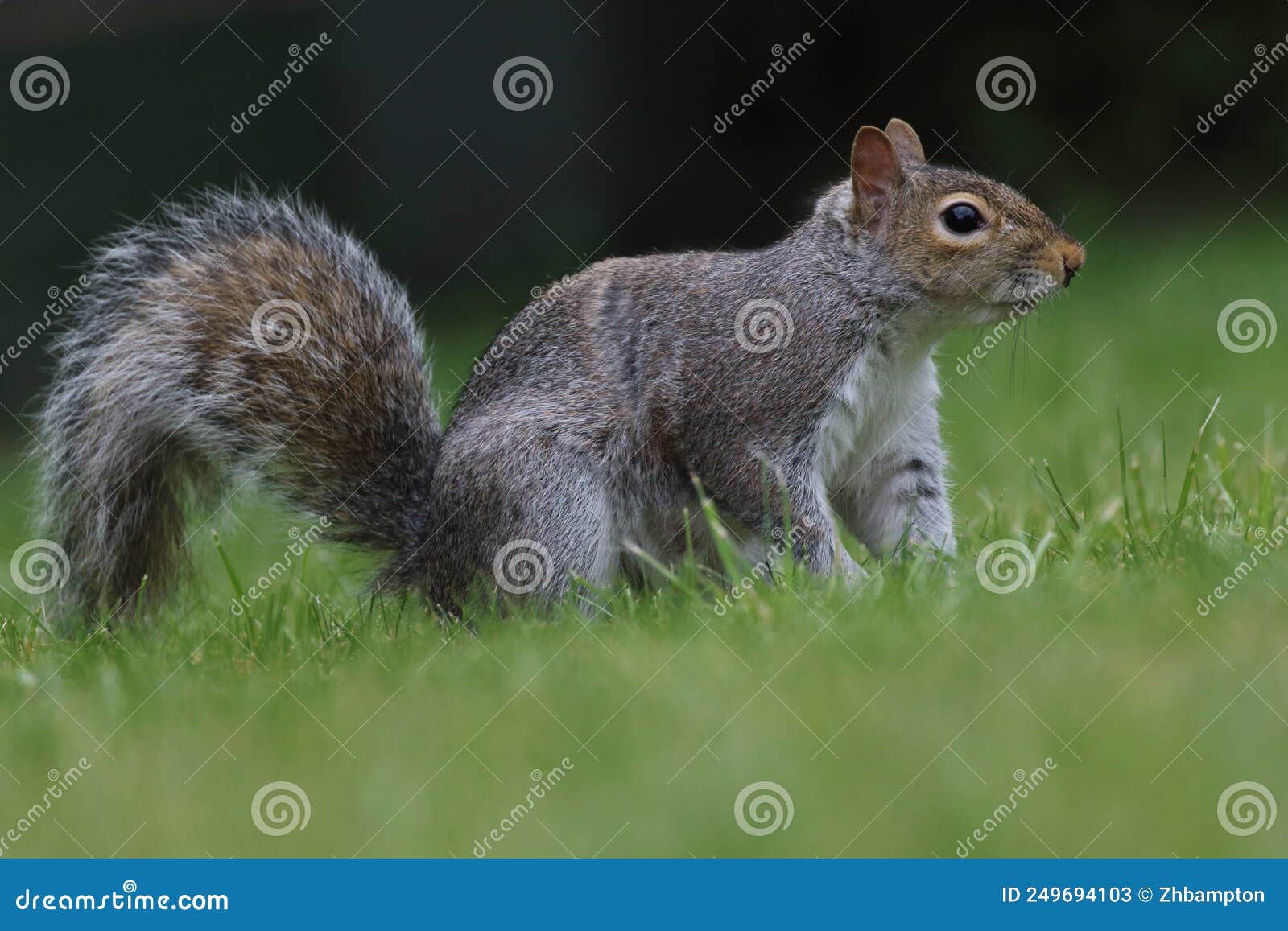 Female Grey squirrel stock image. Image of eating, standing - 249694103