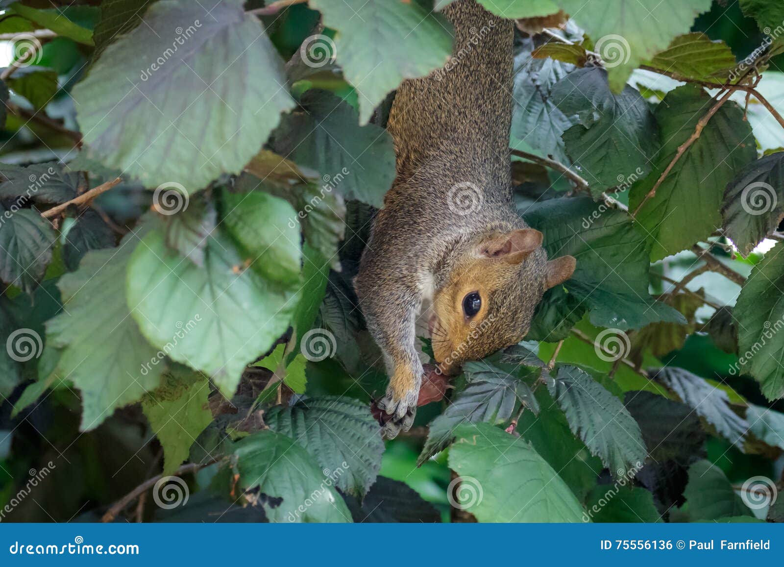 Female Grey Squirrel (Sciurus Carolinensis) Hanging Upside-down ...