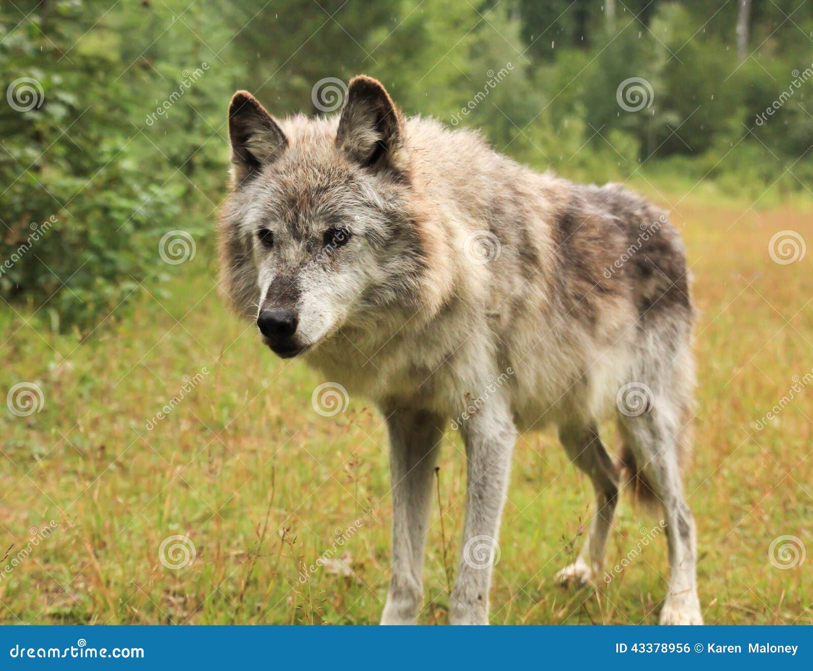 Female grey wolf stock photo. Image of wolf, rain, standing - 43378956