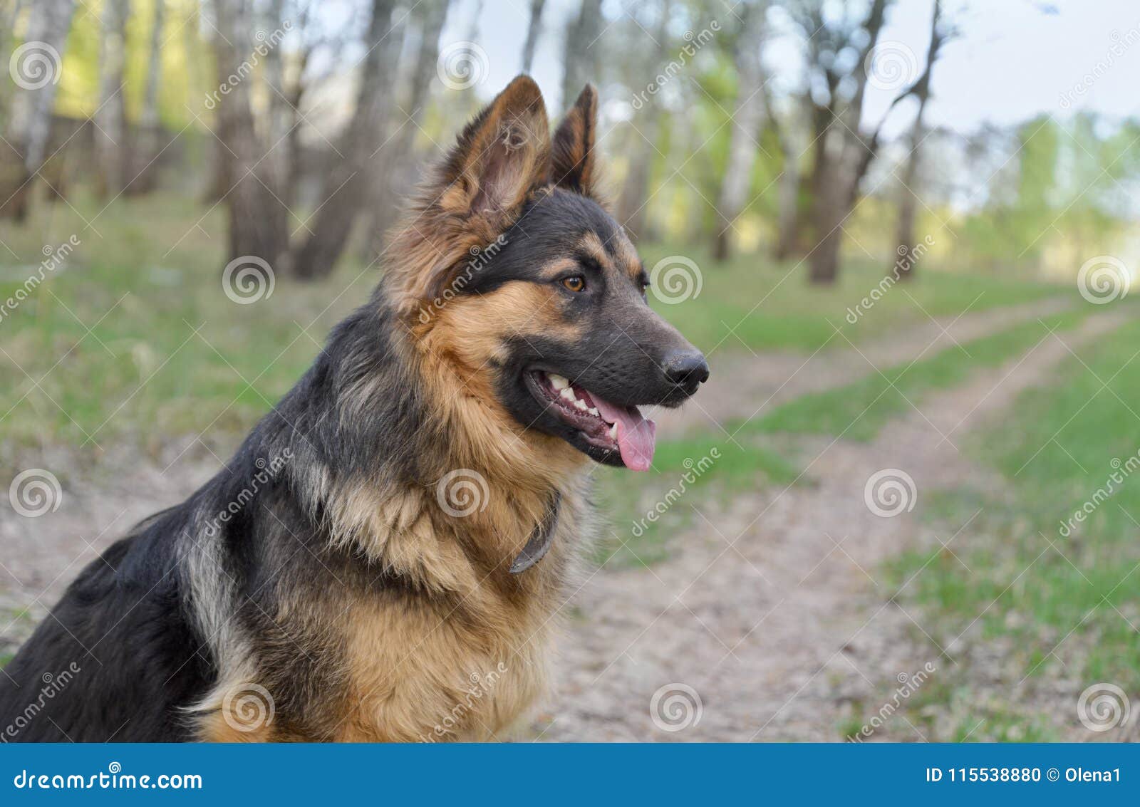 Guard dog stock photo. Image of watch, muzzle, animal - 115538880