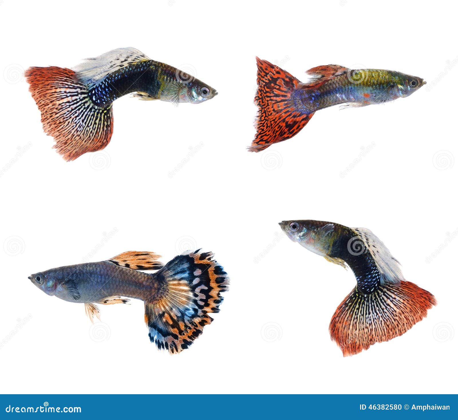 Female guppy stock photo. Image of tropical, acquarium - 46382580