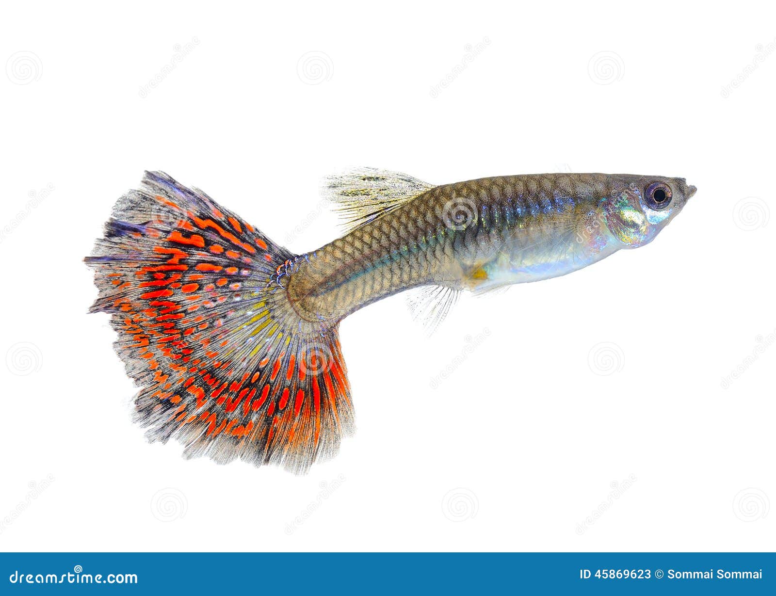 Female Guppy Fish