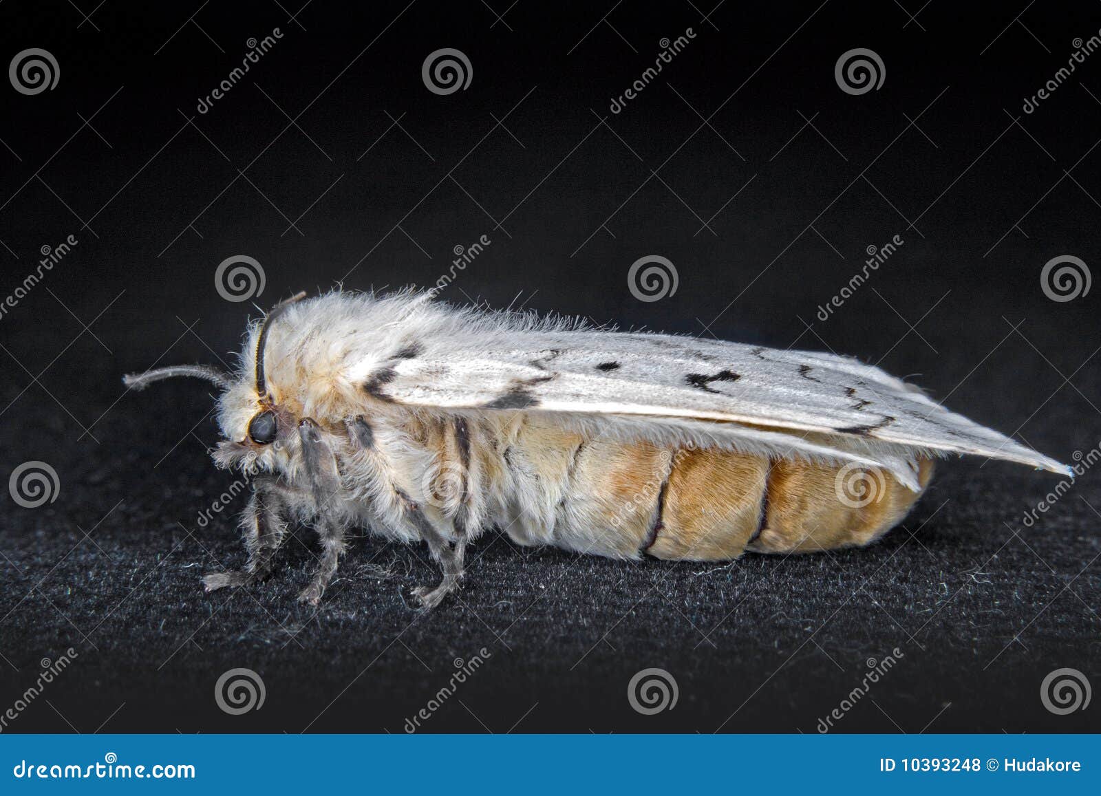 A Female Gypsy Moth stock photo. Image of nature, wings - 10393248
