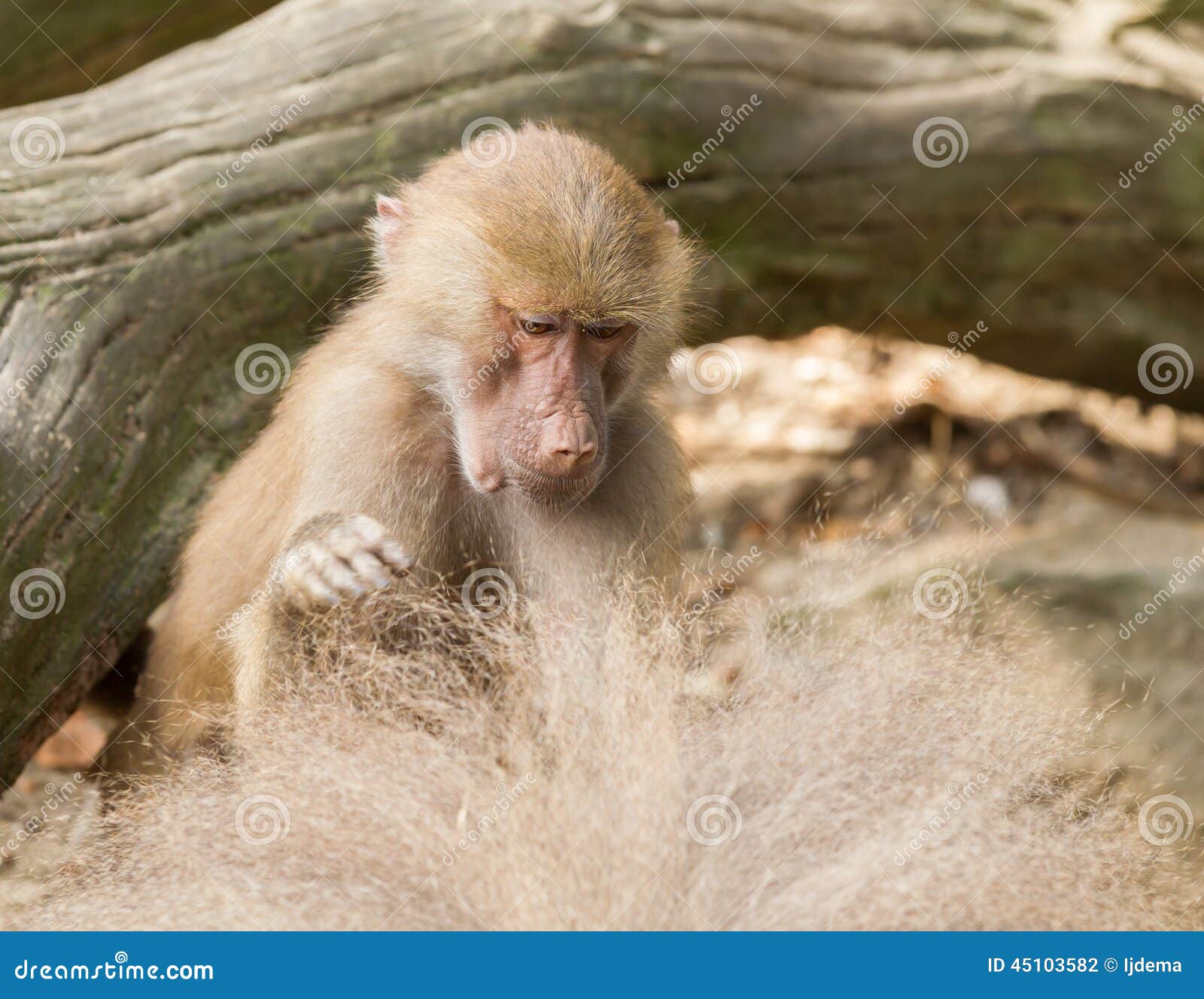 Female Hamadryas Baboon is Looking for Fleas Stock Photo - Image of ...