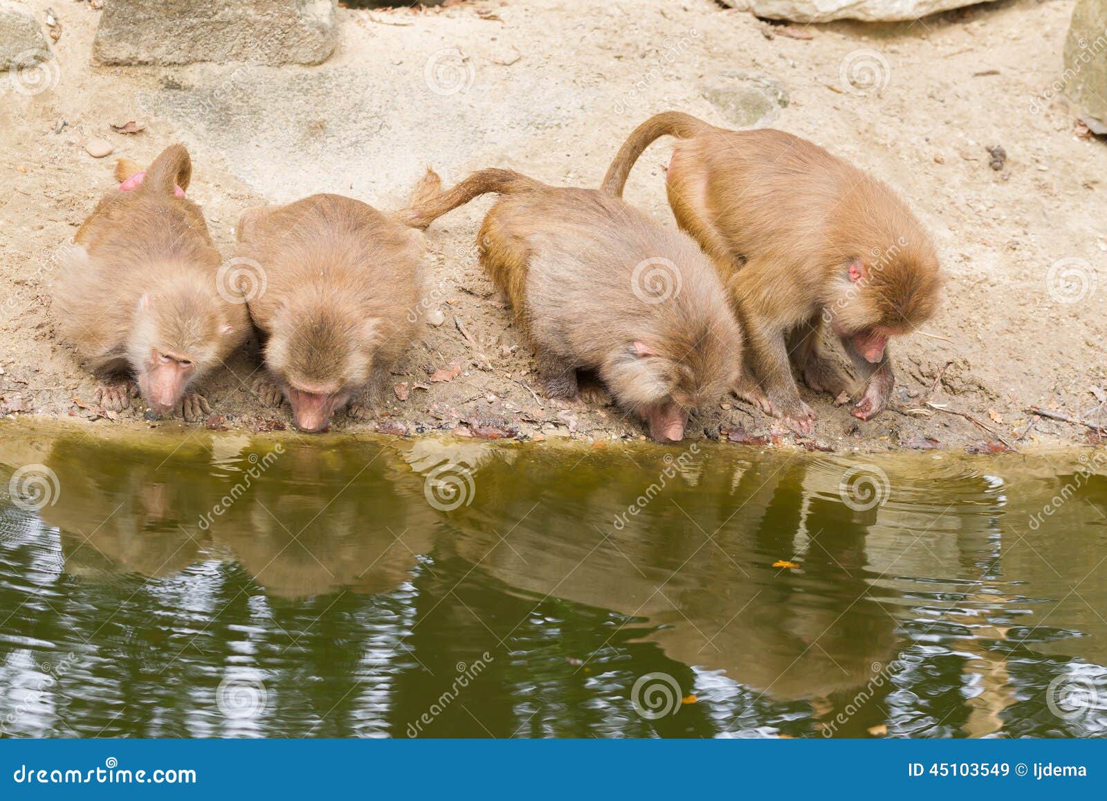 Female Hamadryas Baboons Drinking Stock Image - Image of africa ...