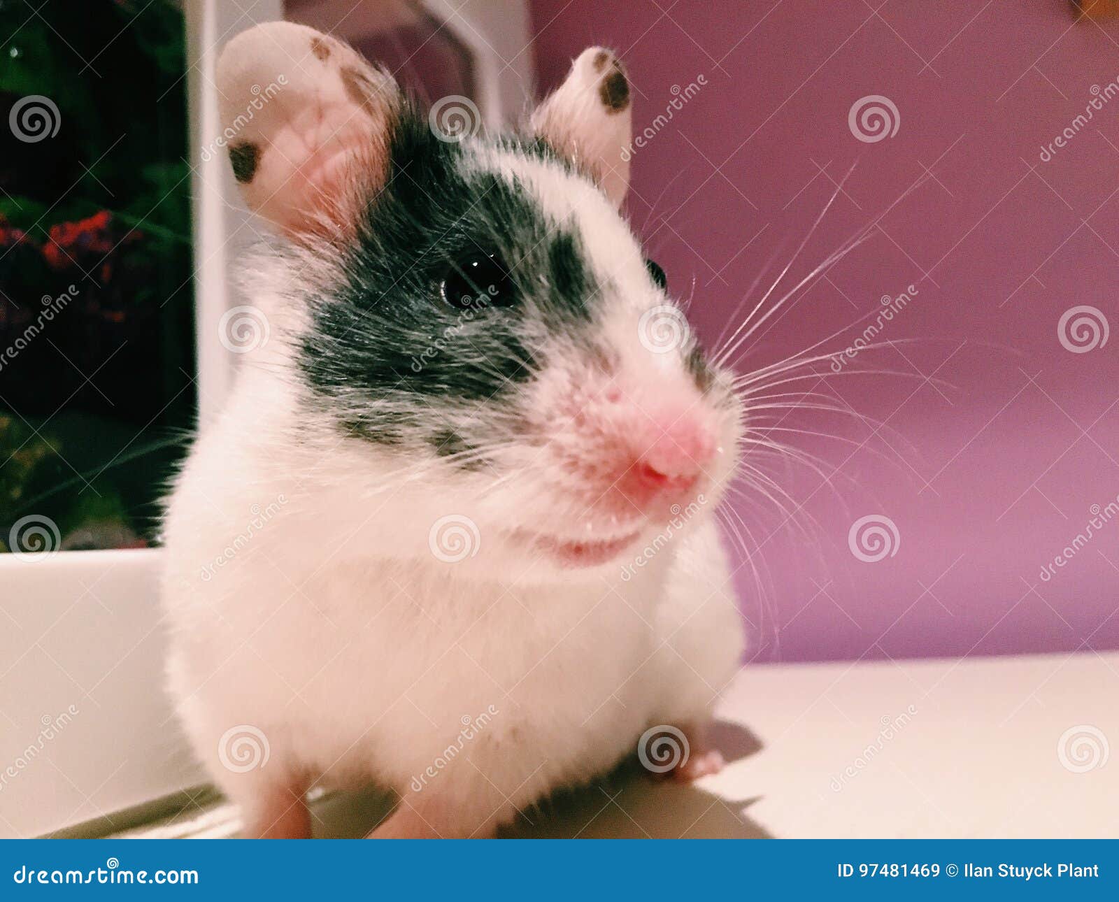 Female hamster stock image. Image of gerbil, female, snout - 97481469