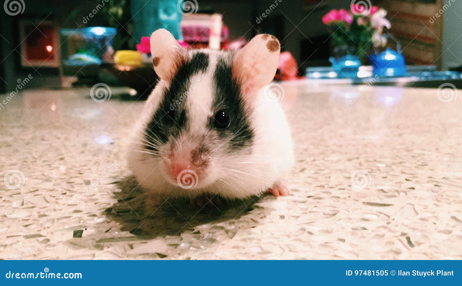 Female hamster stock image. Image of gerbil, hamster - 97481505