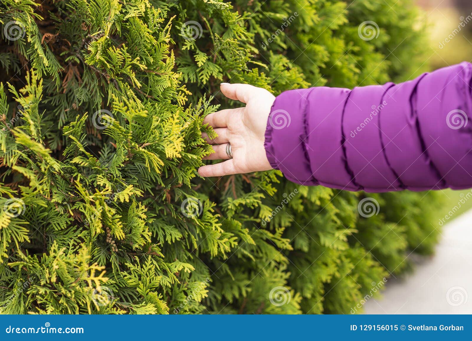 Female Hand, Branches of Tree, Larch Stock Image - Image of garden ...