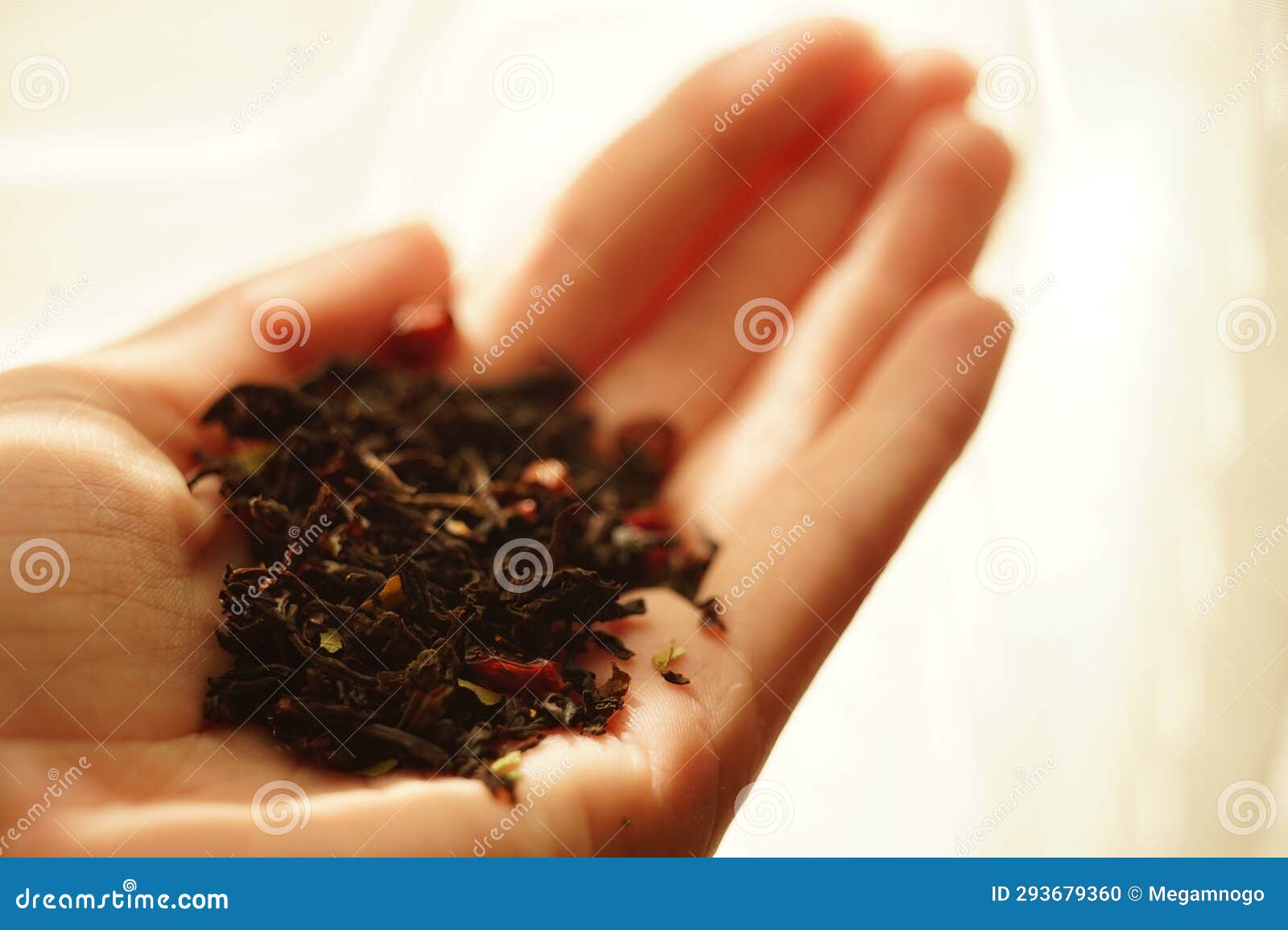 Female Hand with a Bunch of Black Tea Stock Photo - Image of care ...