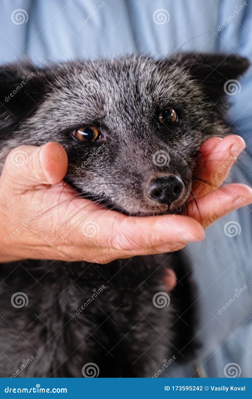 Female Hand Caresses the Little Fox Stock Photo - Image of little ...