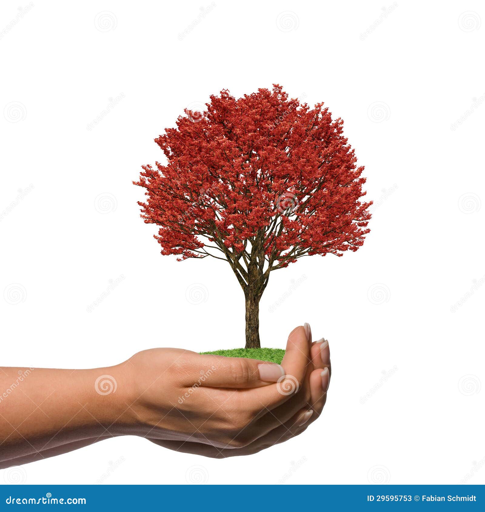 Female Hand Holding a Big Red Tree Stock Illustration - Illustration of ...