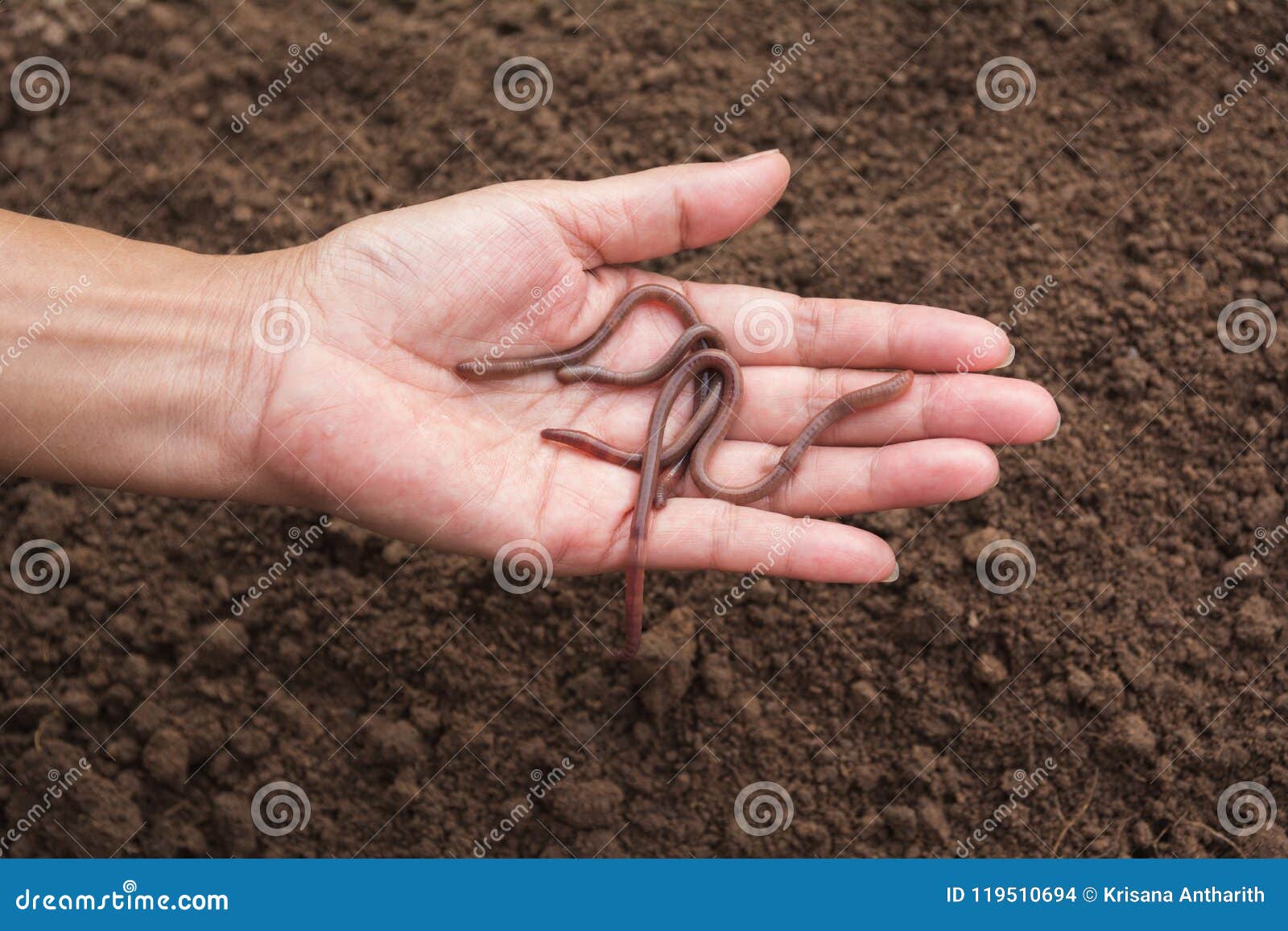 Female Hand Holding Earth Worms in Hands. Stock Photo - Image of dirt ...