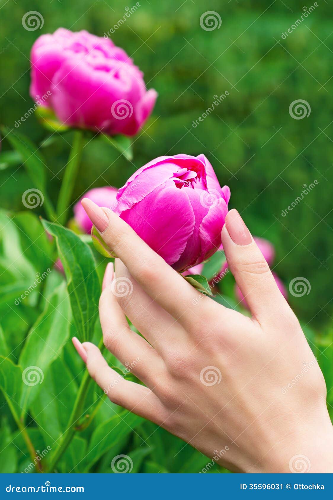 Female Hand Holding a Flower Peony Stock Image - Image of textured ...