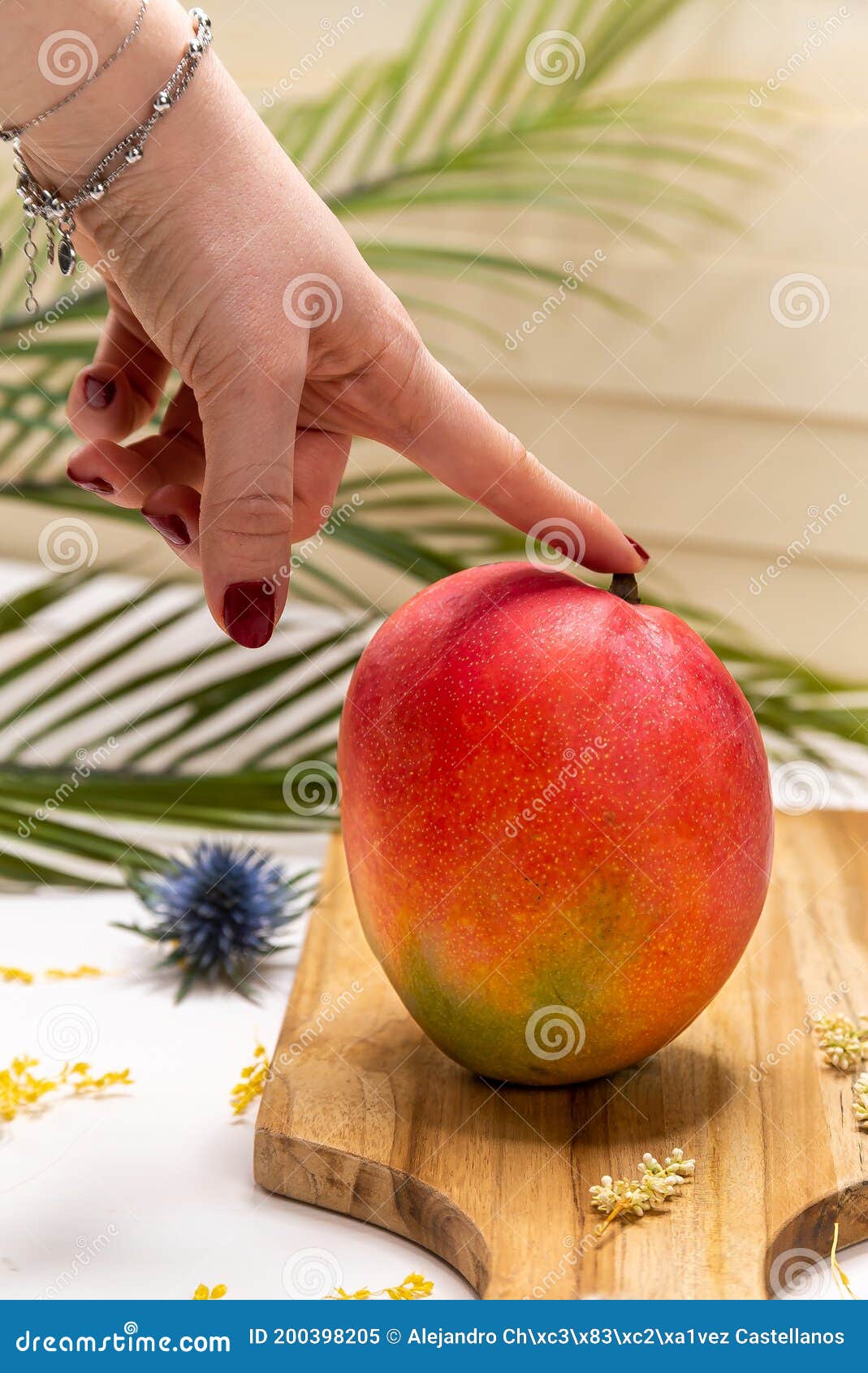 Female Hand Holding a Mango Stock Image - Image of healthy, female ...