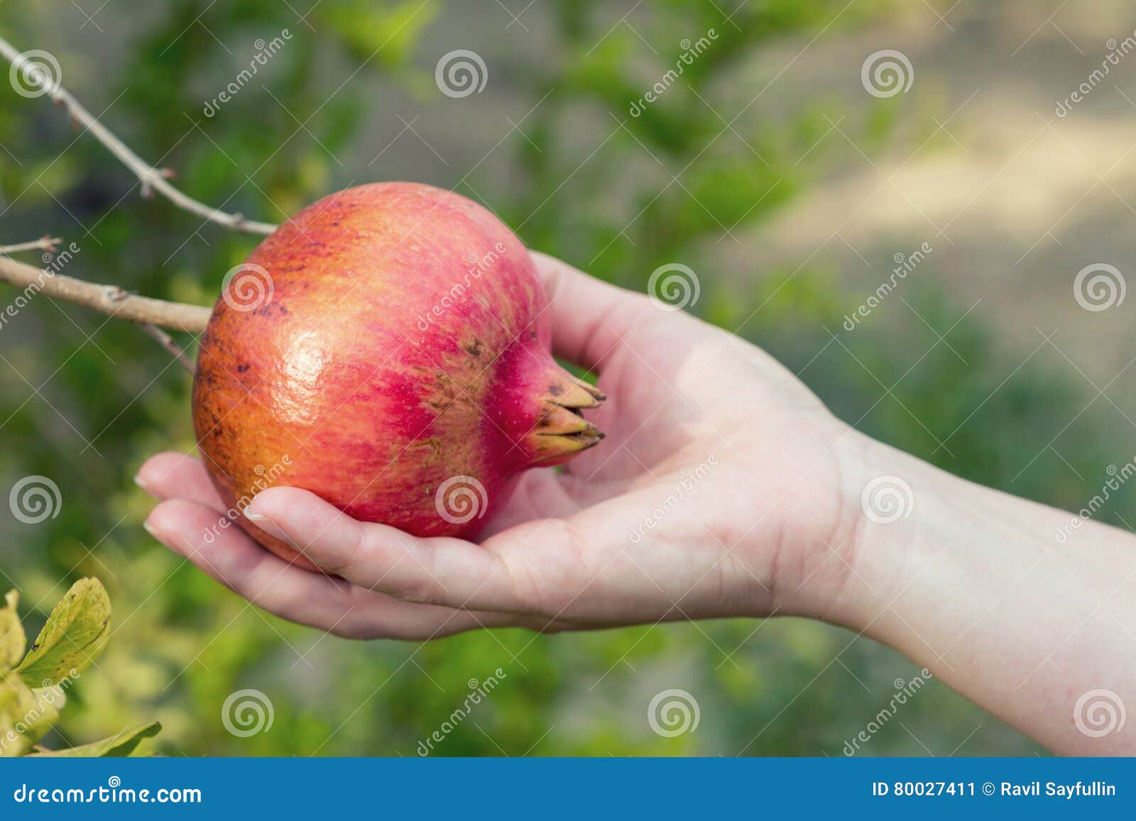 Holding Pomegranate In Hand. Close-up. Choosing Pomegranate At The ...