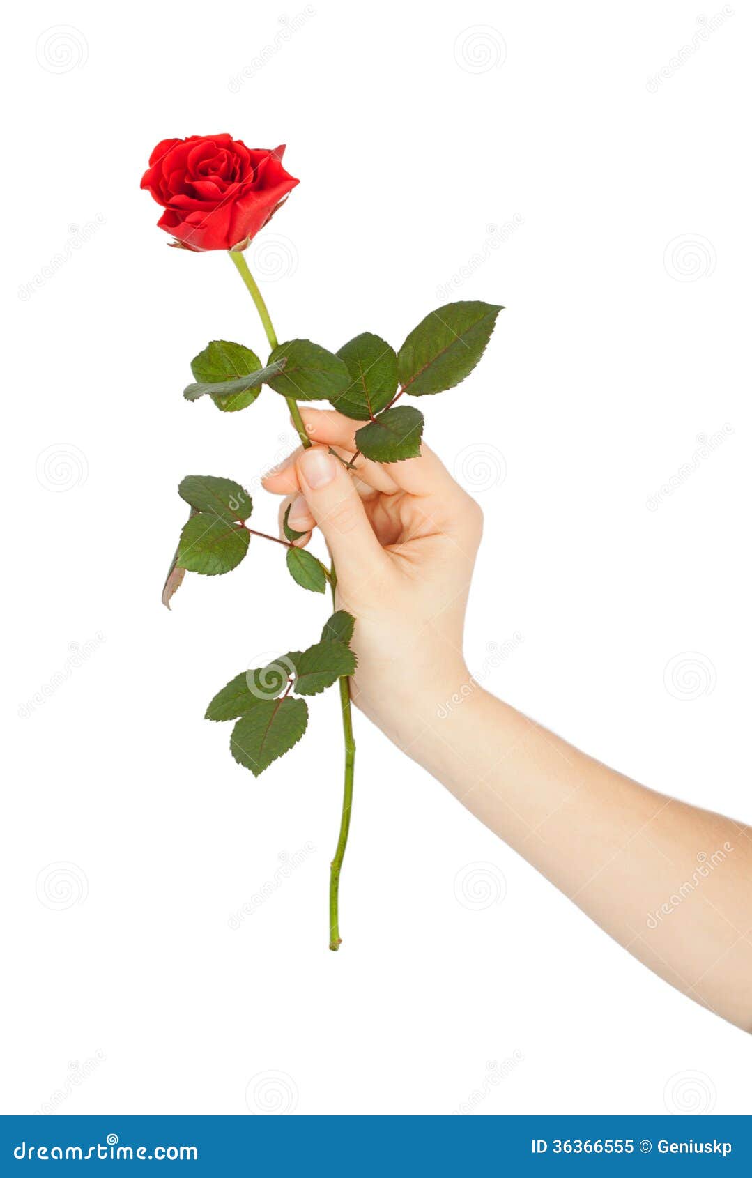 Female Hand Holding a Red Rose Stock Image - Image of flower, glamour ...