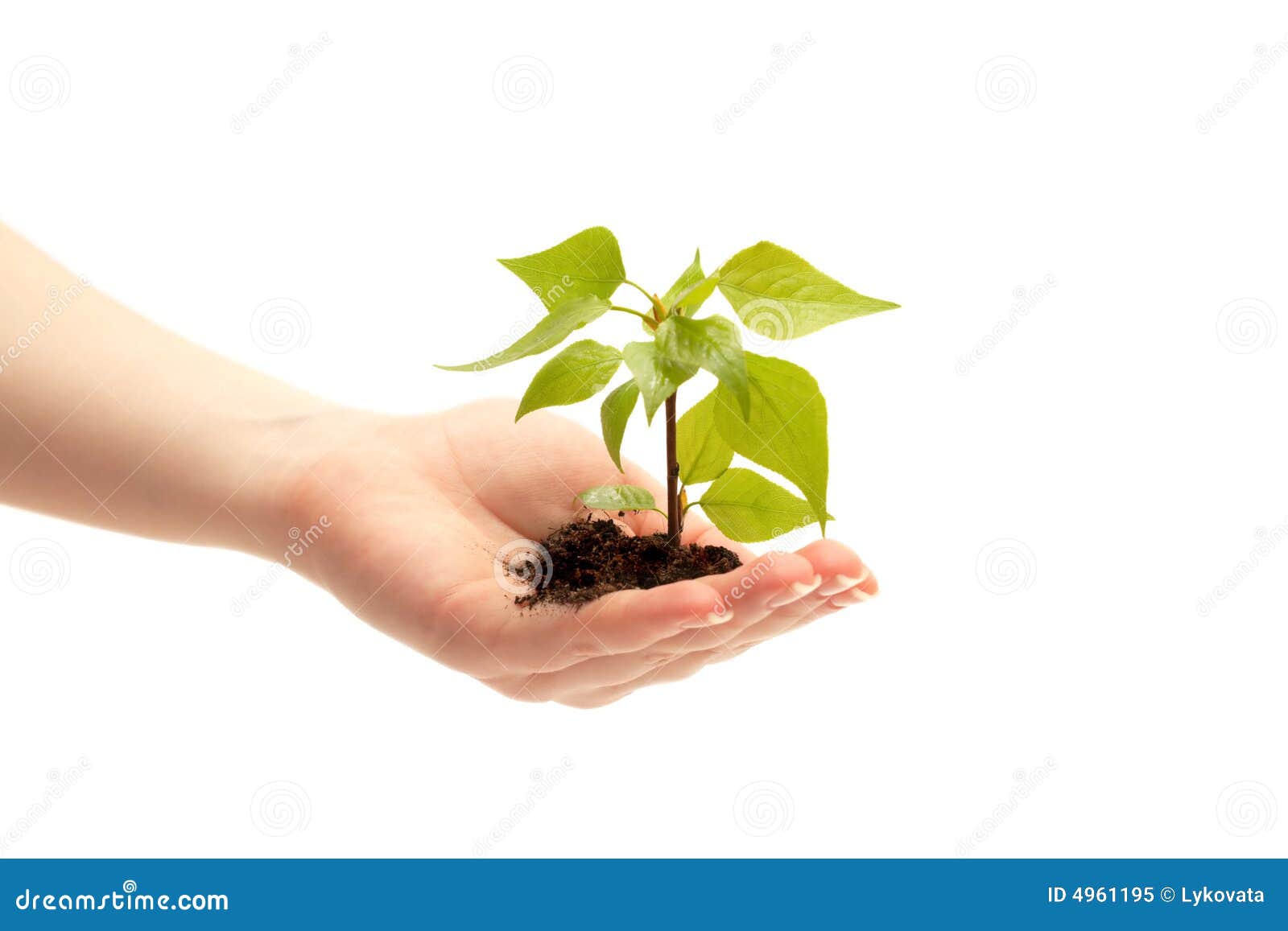 Female Hand Holding a Small Tree Stock Image - Image of small, leaf ...