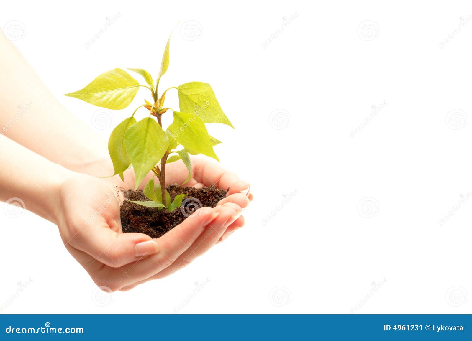 Female Hand Holding a Small Tree Stock Image - Image of gardening ... Female Hand Holding a Small Tree Stock Image - Image of gardening ...
