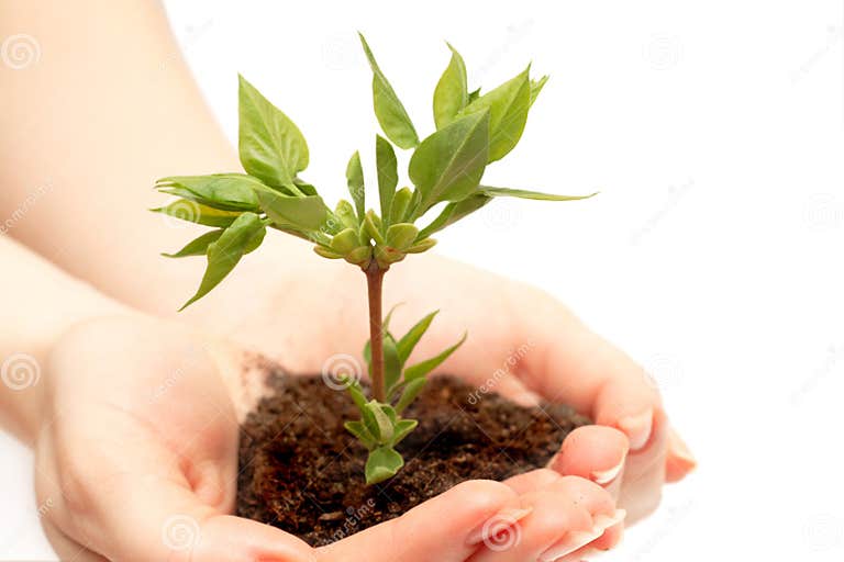 Female Hand Holding a Small Tree Stock Photo - Image of lifestyle, dirt ...