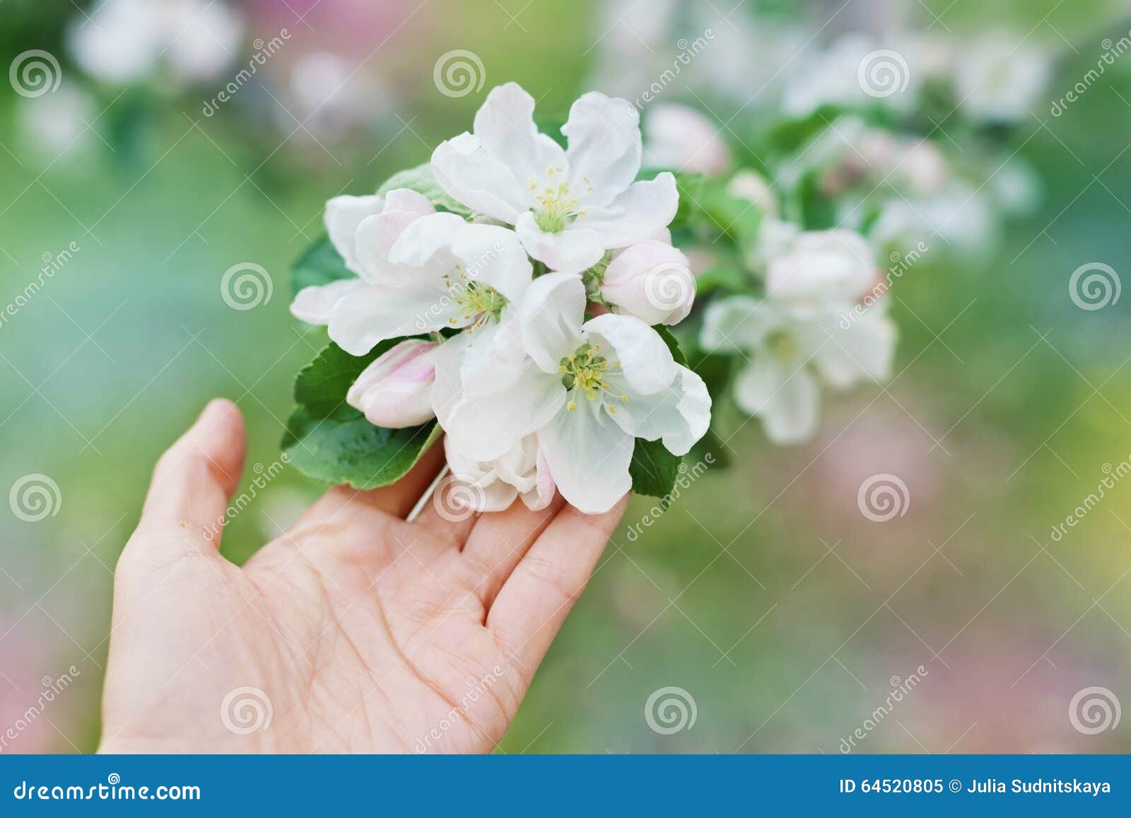 Female Hand Holding Spring Flowers in Garden Stock Image - Image of ...