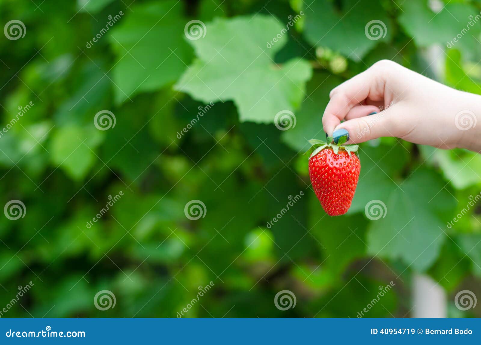 Female Hand Holding the Strawberry Stock Image - Image of holding ...